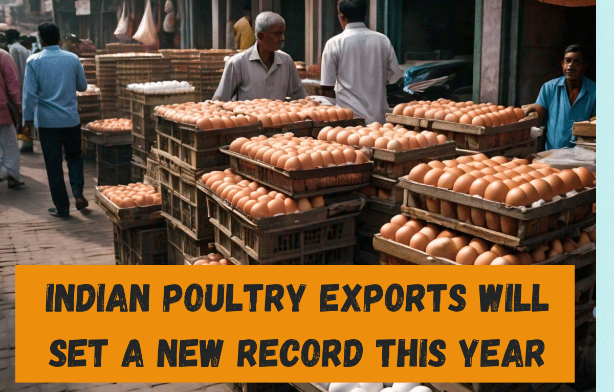 Indian Poultry Exports Will Set A New Record This Year